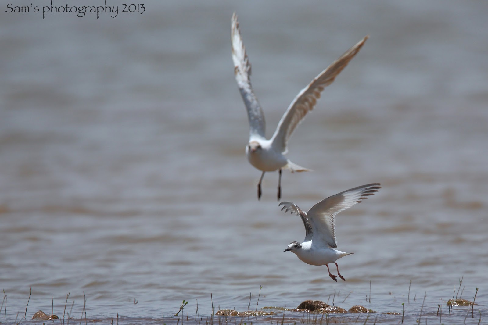 LITTLE GULL a First Record for Pakistan?