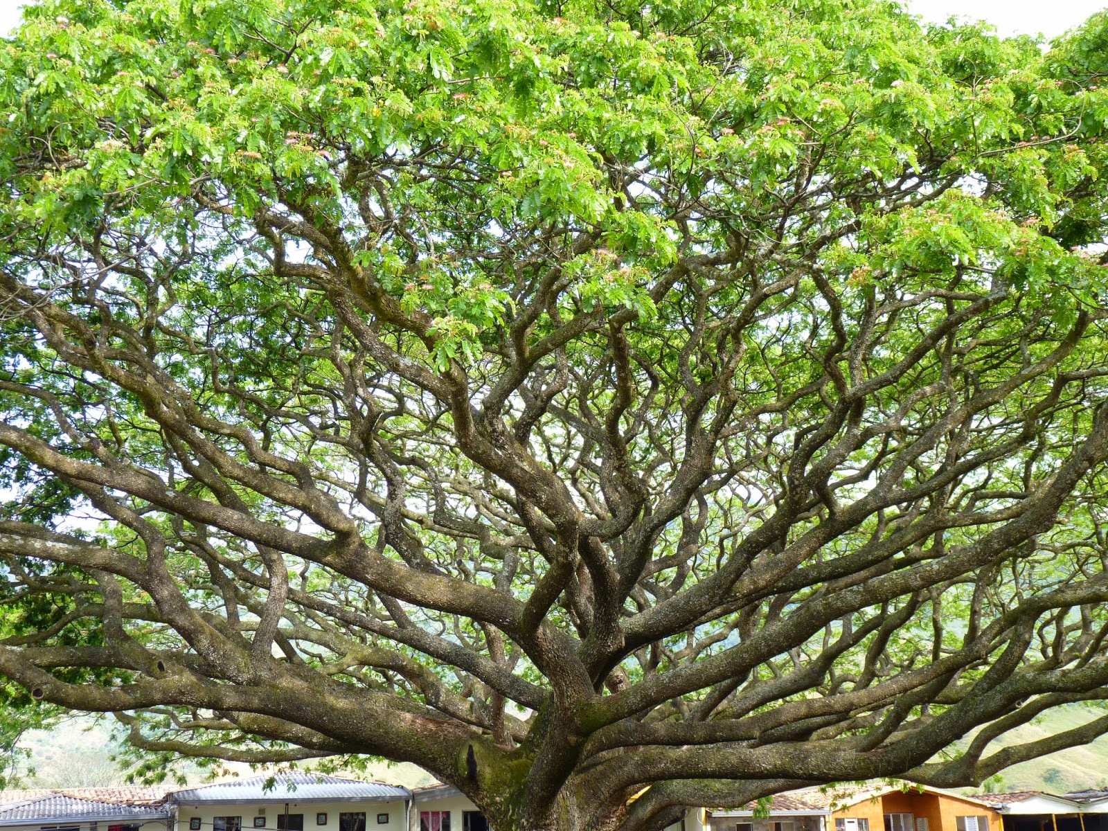 ARBORETUM: ARBOLES FANTASTICOS, el Samán