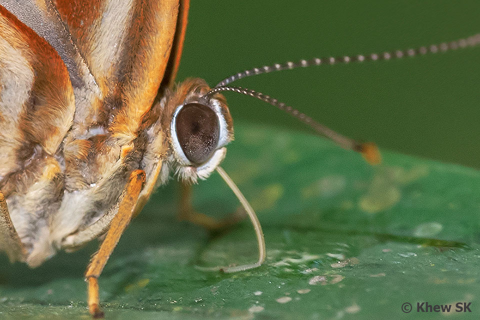 Butterflies of Singapore: The Butterfly Labial Palps