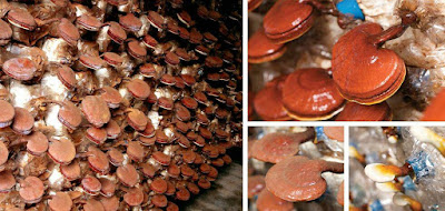 Gano Dropship: Ganoderma & Excellium