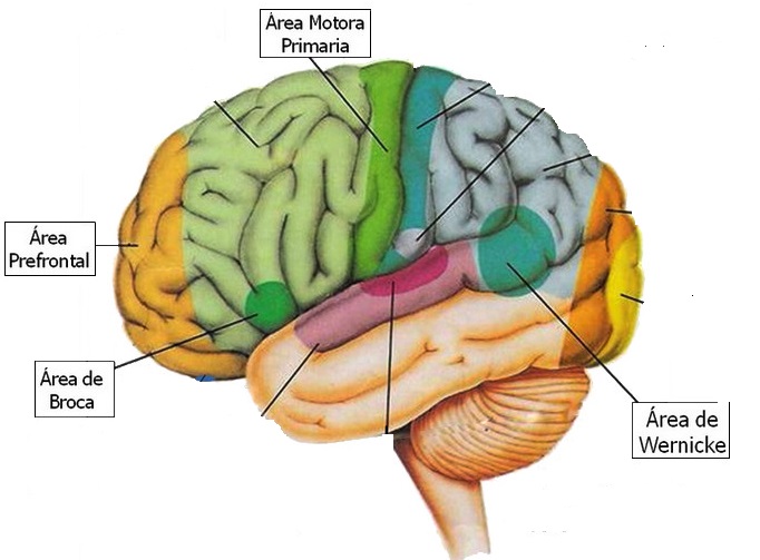 Lenguaje en niños: Anatomía y Fisiología