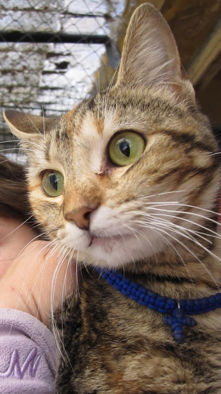 Segunda Oportunidad - Prodean Gatos La Linea.: Katy, la gatita que ...