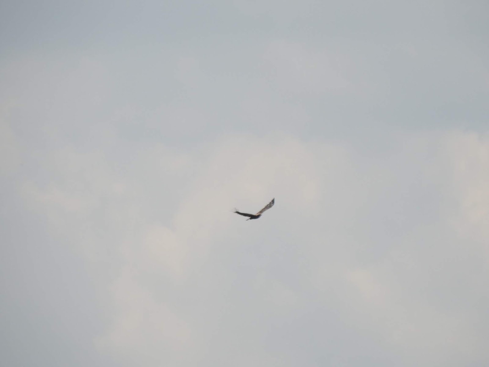 PASARI DIN ROMANIA: ACVILA DE CAMP, Aquila heliaca