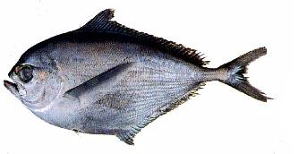 Artes de Pesca: VAMOS A PESCAR REINETA