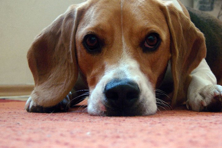What Is Beagle Pain Syndrome