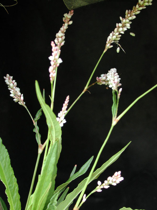 Argentina nativa: Catay grande (Polygonum acuminatum)