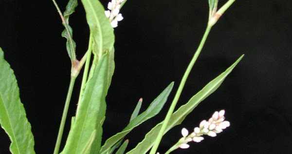 Argentina nativa: Catay grande (Polygonum acuminatum)