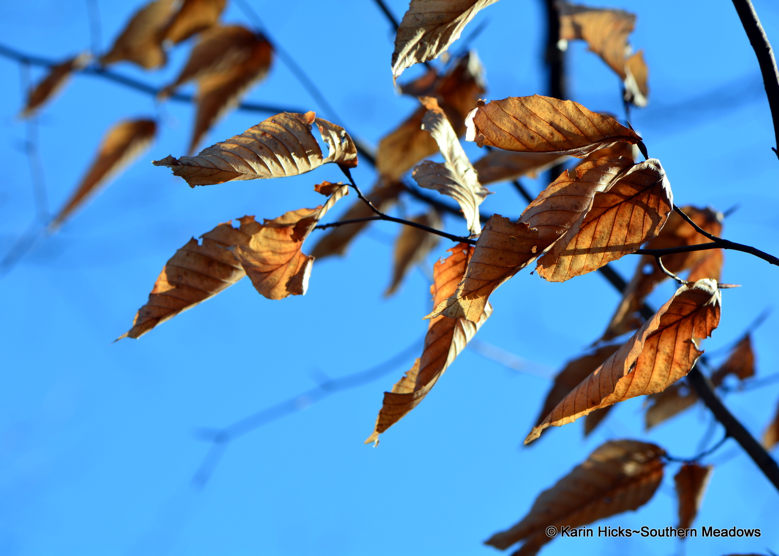Beech: A Winter Standout