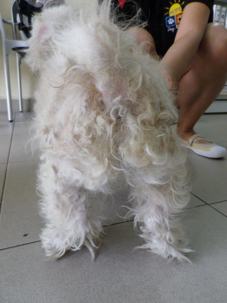 HOPE Dog Rescue: When Jack Met Julie