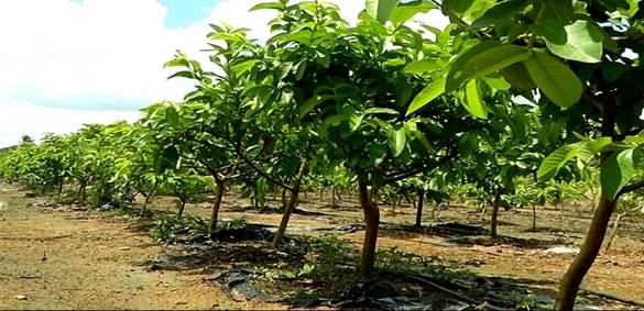 Cultivation practices of Guava or Package practices of Guava