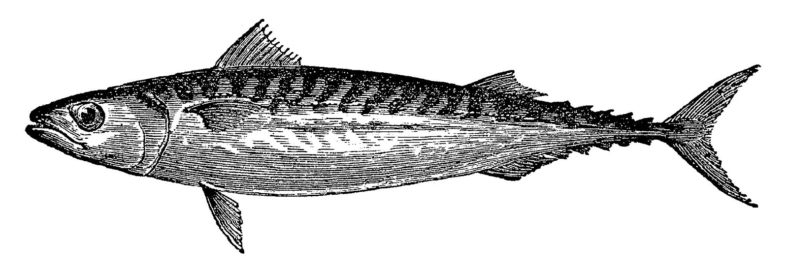 Digital Stamp Design: Stock Printable Fish Mackerel Pilchard ...