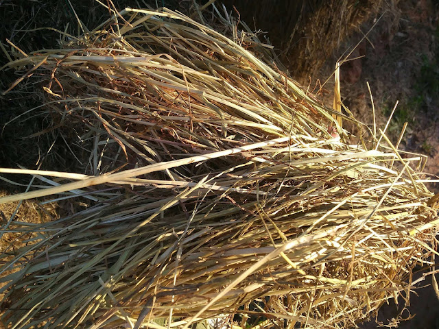 White House Farms: Bahia Grass 5'x5' Barn Hay!