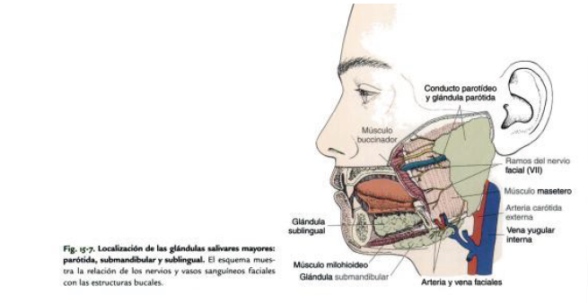 Embriologia Buco-dental: GLÁNDULAS SALIVALES