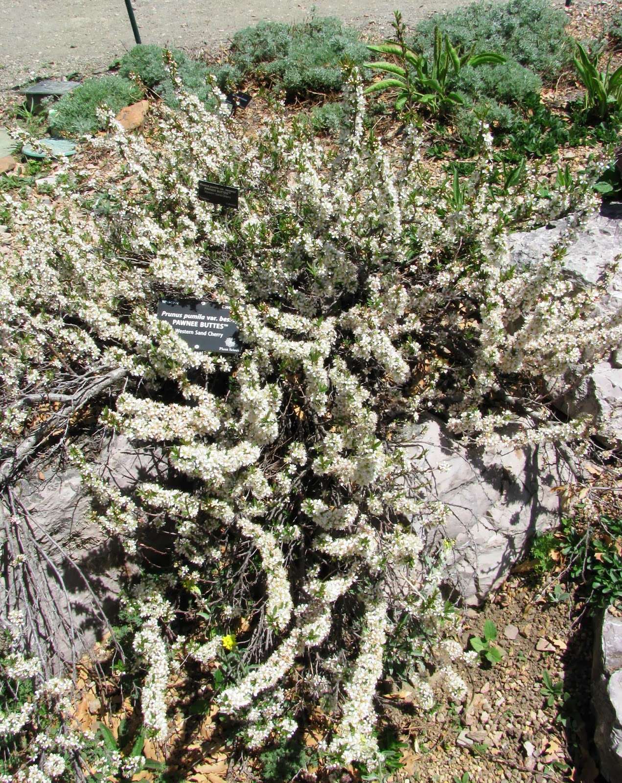 Prairiebreak: Pawnee Buttes Sand Cherry: the scoop