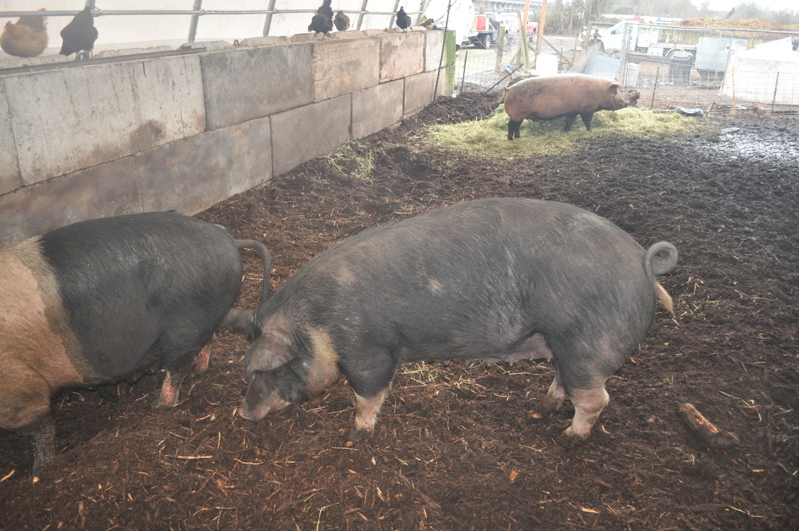 meat: Deep litter and pigs