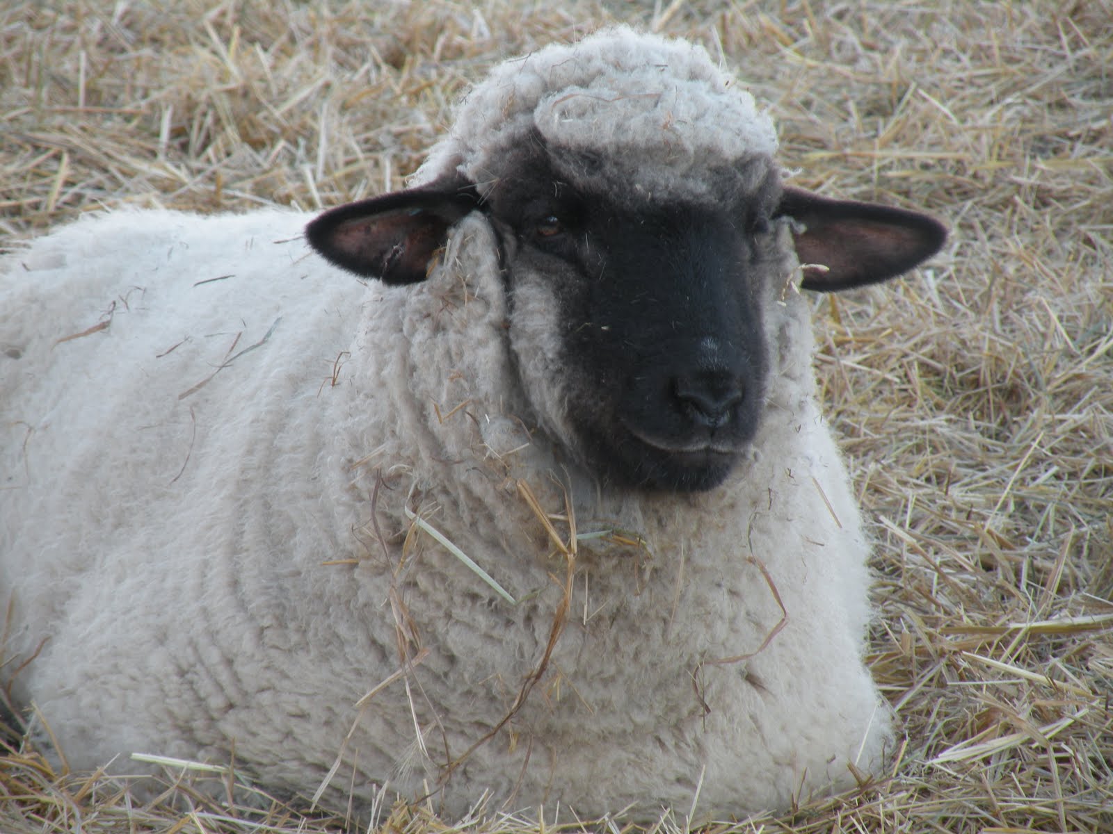 Prairie Winds Hampshires: Ten Things You Didn't Know About Sheep