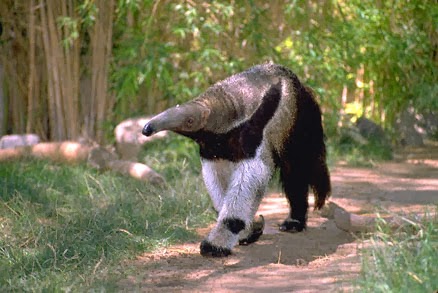 Anteate Giant | Animals Facts & Latest Pictures | All Wildlife Photographs