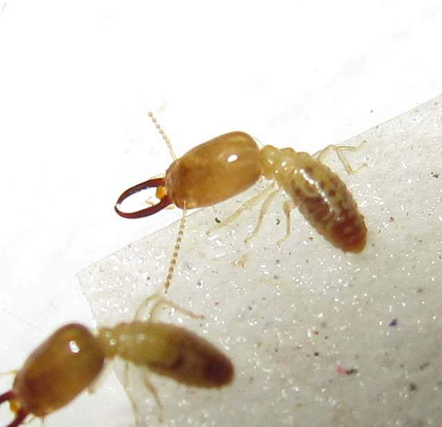 Photos and Info on Ants and Termites of Malaysia: Microcerotermes sp