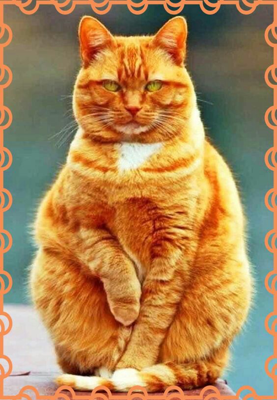 Beautiful golden cats