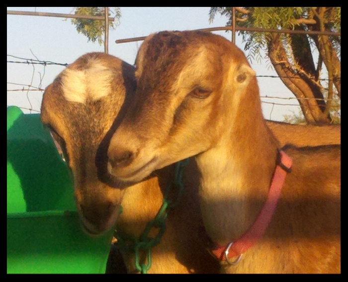 The Adventures of Noodleville: The Newest Earless Wonders of Noodleville