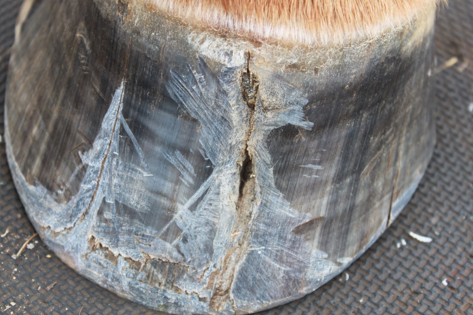 Springstone Horses: Repairing Hoof Cracks