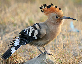 *Gospel-driven Disciples: H is for Hoopoe