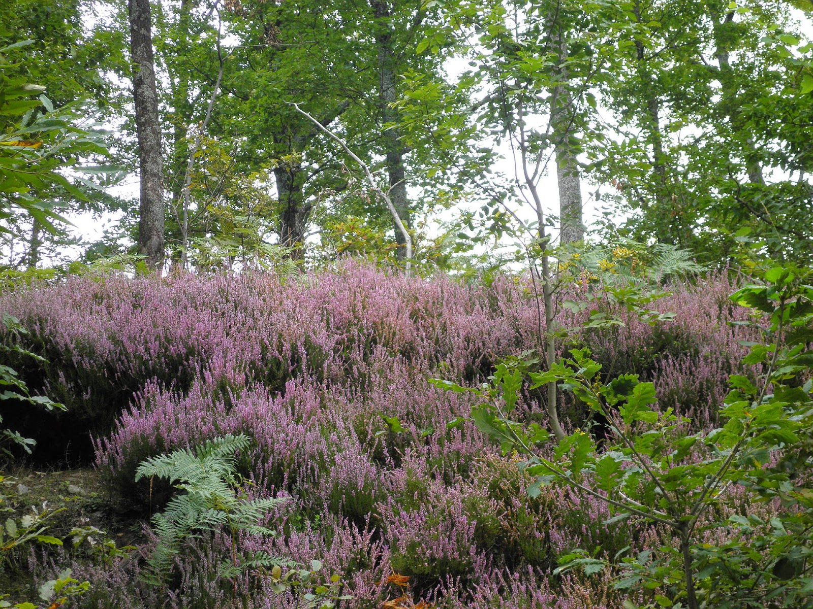 Lantanin blog : Taj divni svijet šumskih gljiva!