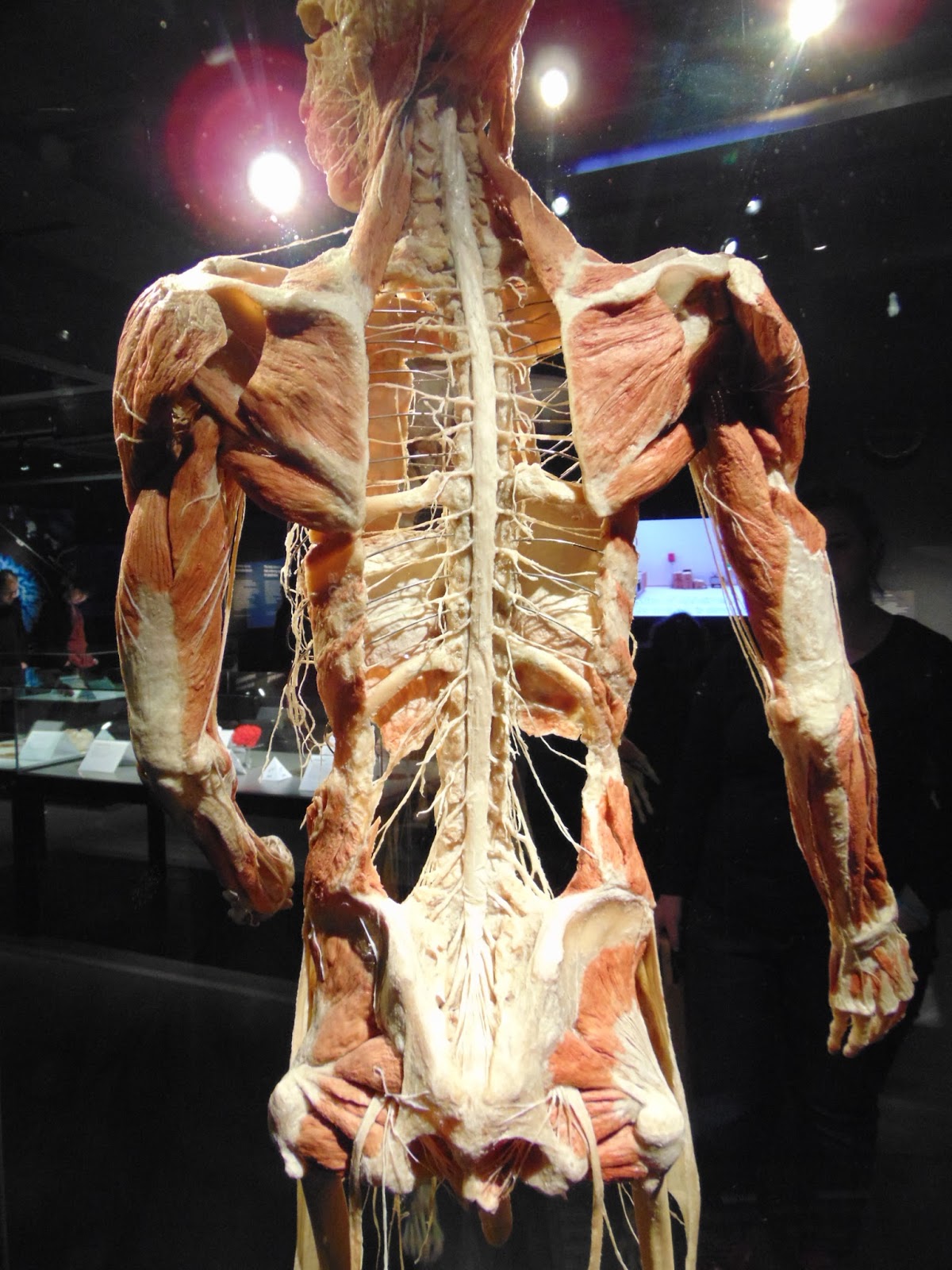 JRCS Science Ambassadors: BODY WORLDS: The Project Happiness Exhibition ...