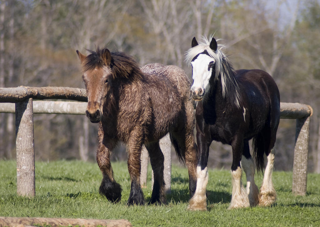 Critter Sitter's Blog: Jutland Draft Horses & Yearling Fillies