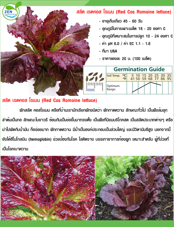ZEN HYDROPONICS: สลัด เรดคอส โรเมน (Red Cos Romaine Lettuce)