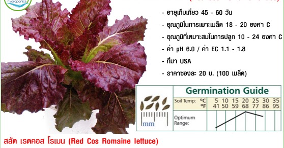ZEN HYDROPONICS: สลัด เรดคอส โรเมน (Red Cos Romaine Lettuce)