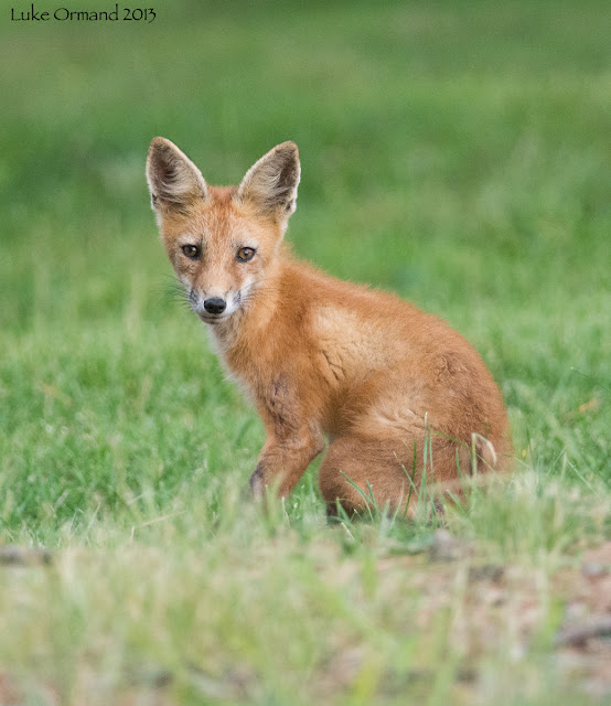Welcome to. . .: More Carmans River - and some Neighborhood Fox