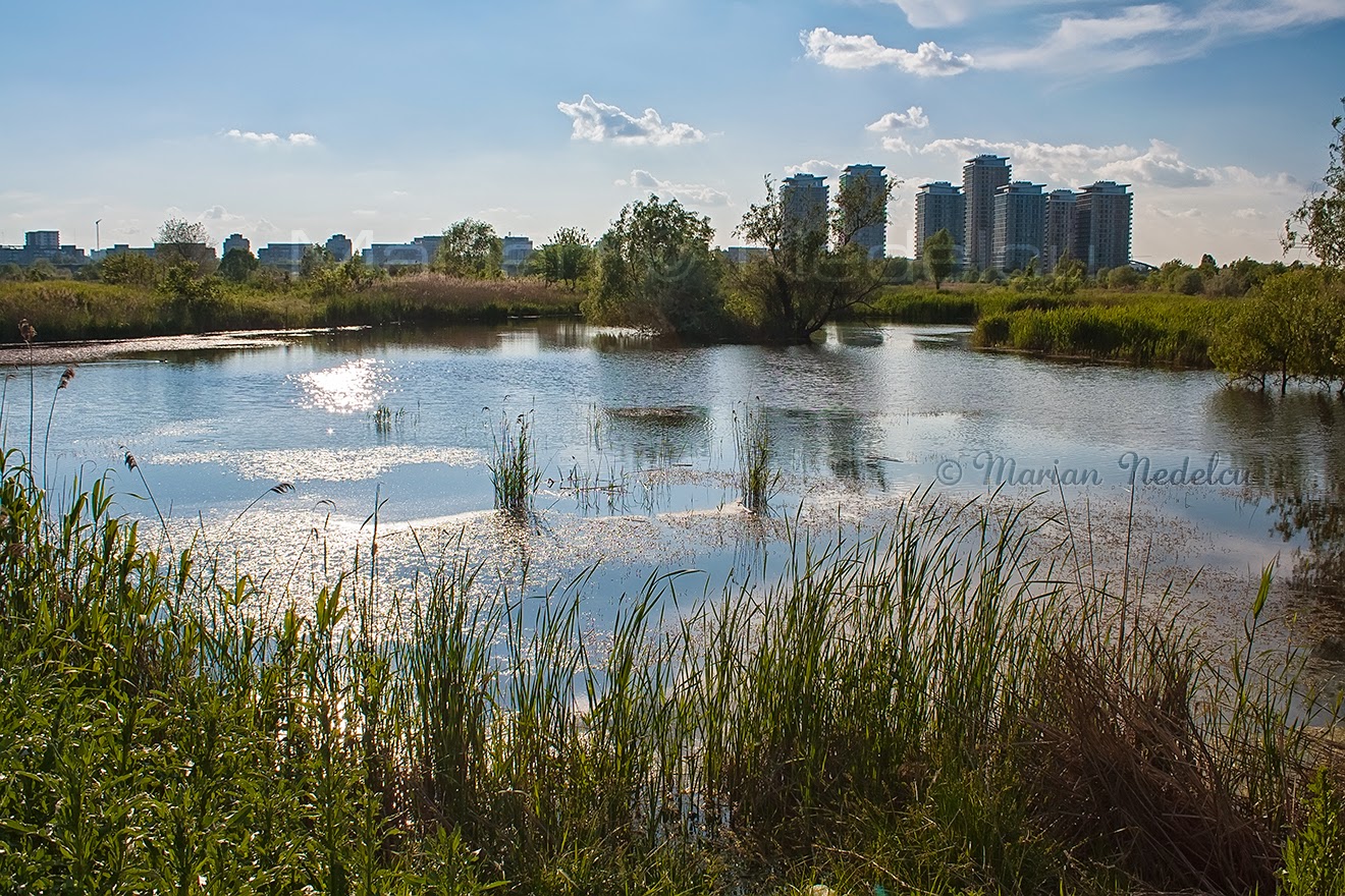 Armonie cu fotoni: Delta Vacaresti , delta Bucurestiului