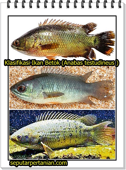 Mengenal Klasifikasi Ikan Betok (Anabas testudineus) | SeputarPertanian.Com