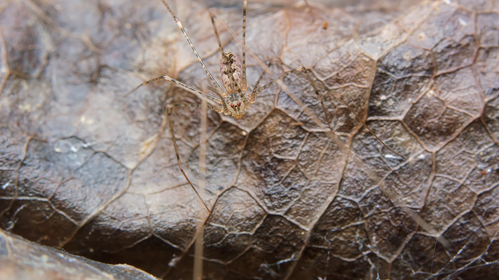 ムシをデザインしたのはダレ？: ユウレイグモ ( Pholcus crypticolens )