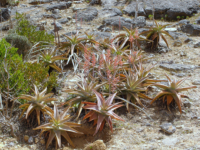 Socotra's Amazing Flora