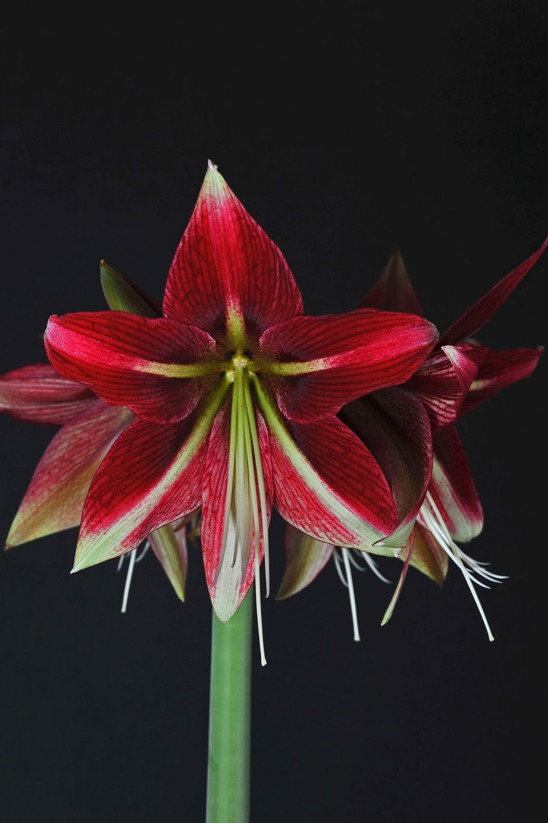 the modern house garden: 'Ruby Star'