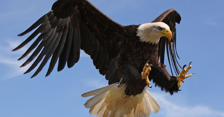 puricare chronicles: THE EAGLE - The image of God as an eagle is found ...