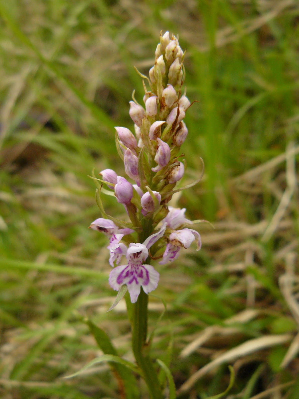 Peter Lovett's ramblings : Native orchids of Sussex; Common Spotted ...