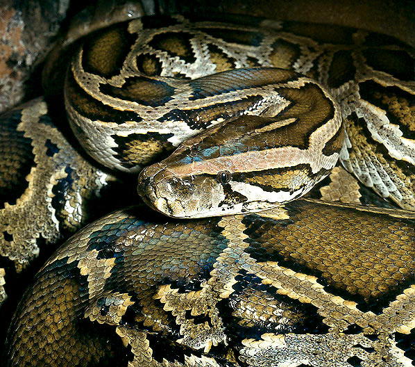 Gambar Foto Hewan: foto ular piton molurus