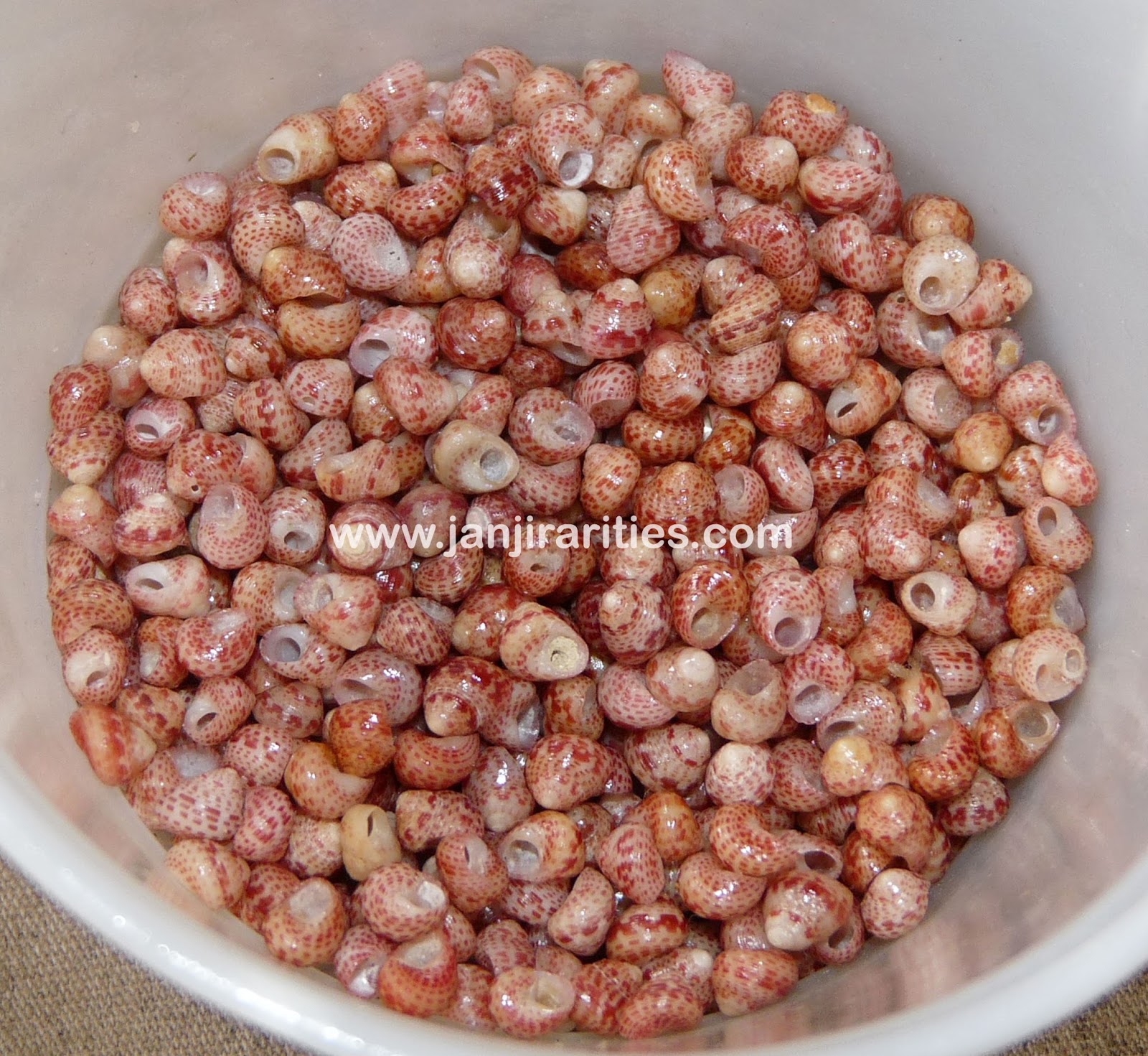 Kahelelani & Sunrise shell jewelry by.... Janjira: Kahelelani shells