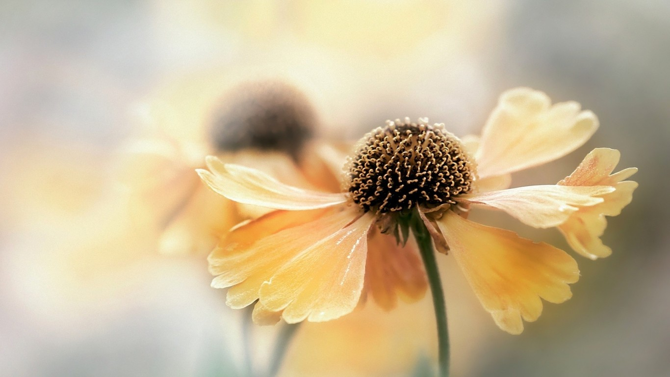 Desktop Widescreen Wallpapers: Blooming Flowers | PicFish