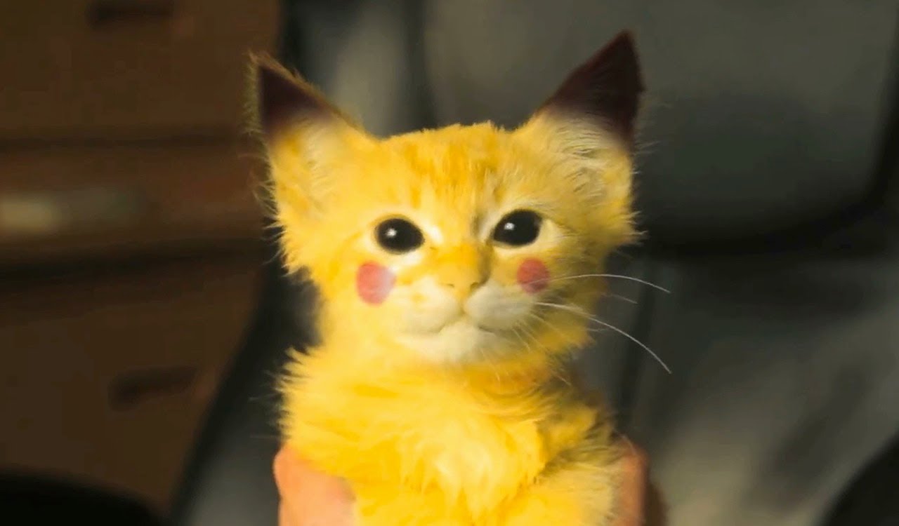 Abe's Animals: Pictures of real life Pikachu