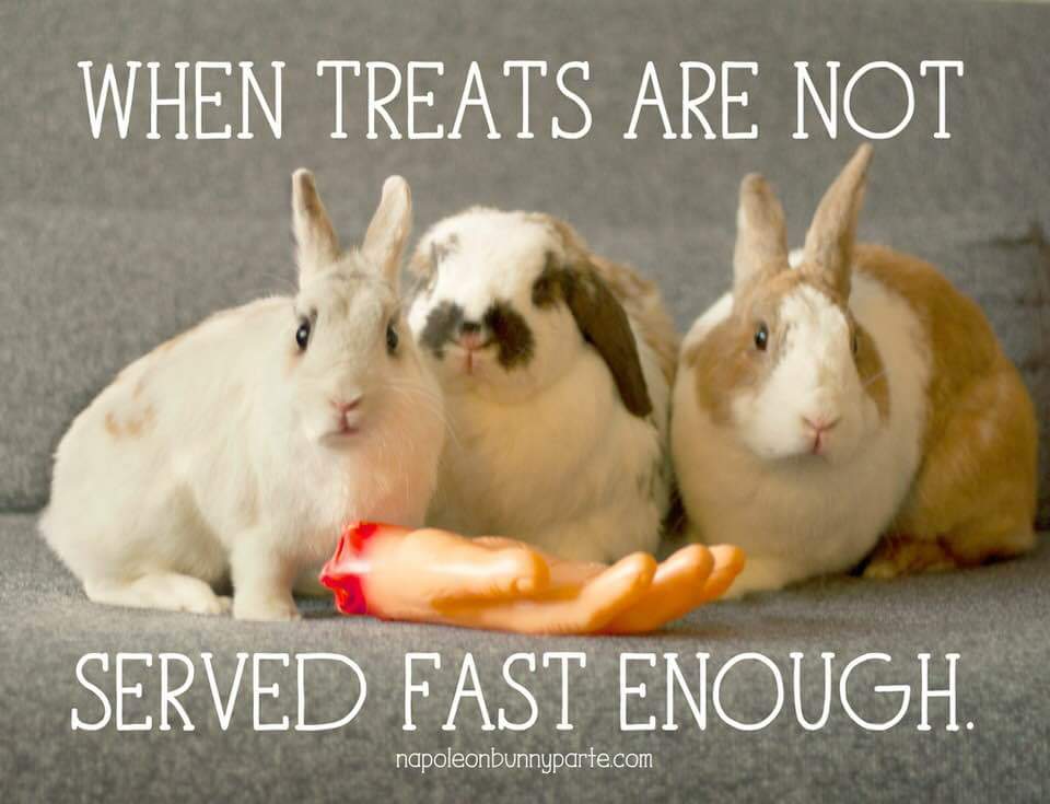 Rabbit Ramblings: Funny Bunny Monday Meme*day