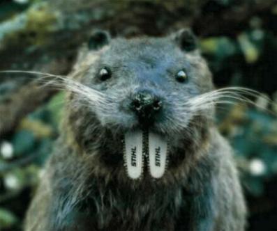 Zoo Animals: Funny Beaver Images