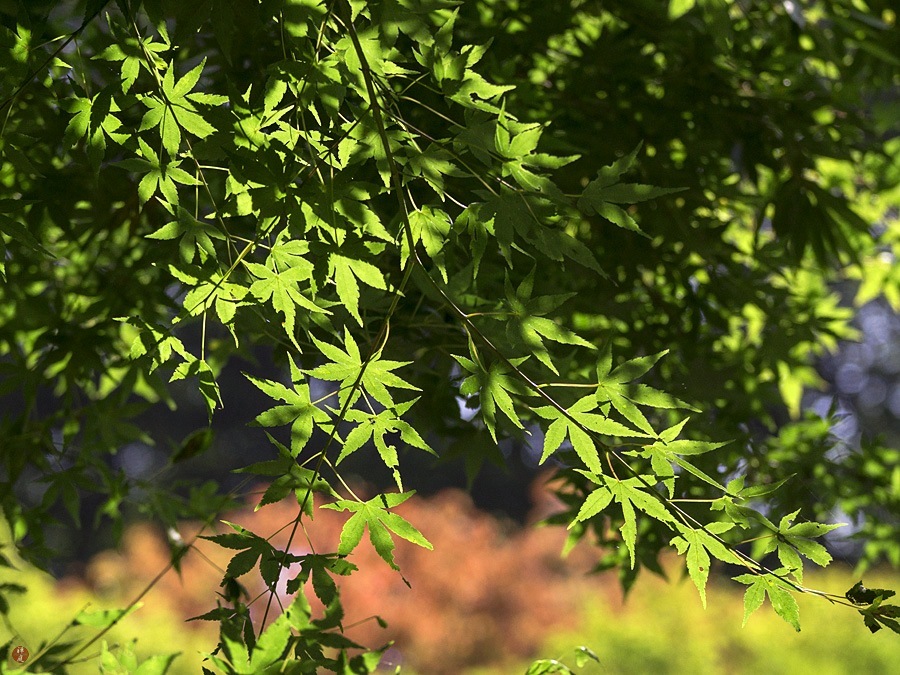 FROM THE GARDEN OF ZEN: Ao-momiji (summer leaves of maple) in Tokei-ji