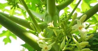Cara Mengolah Bunga Papaya dan Menghilangkan Rasa Pahitnya - Pengolahan ...