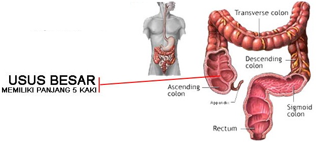 Kelompok 1 RSBI 1: Sistem Pencernaan Makanan Bagian I