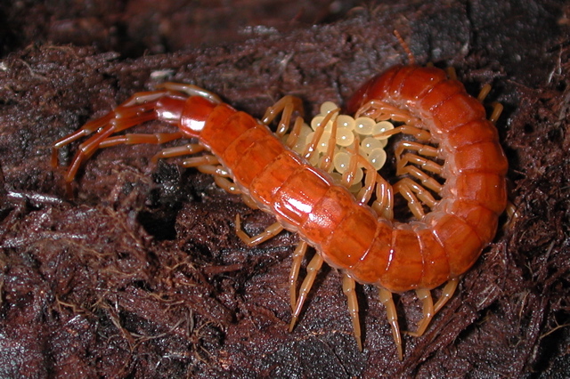 Centipede | Animal Wildlife