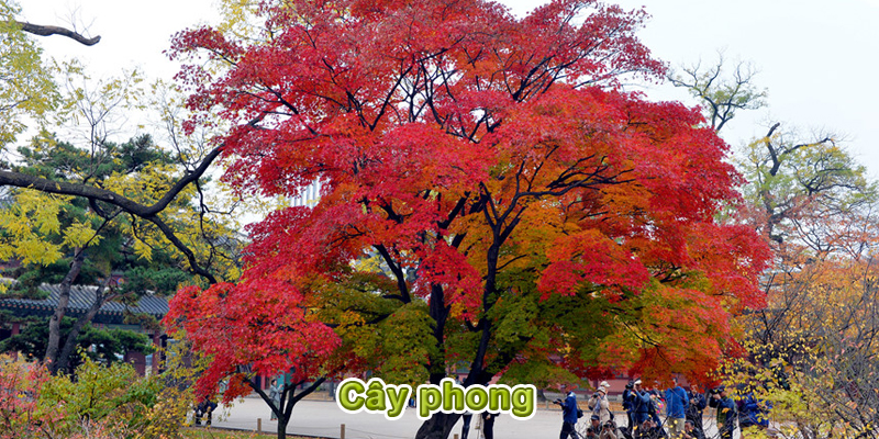 Cây là những người chữa bệnh tự thiên, và đây là cách mọi người có thể ...